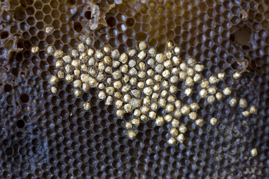 Oikos3web – Becky Holtzman